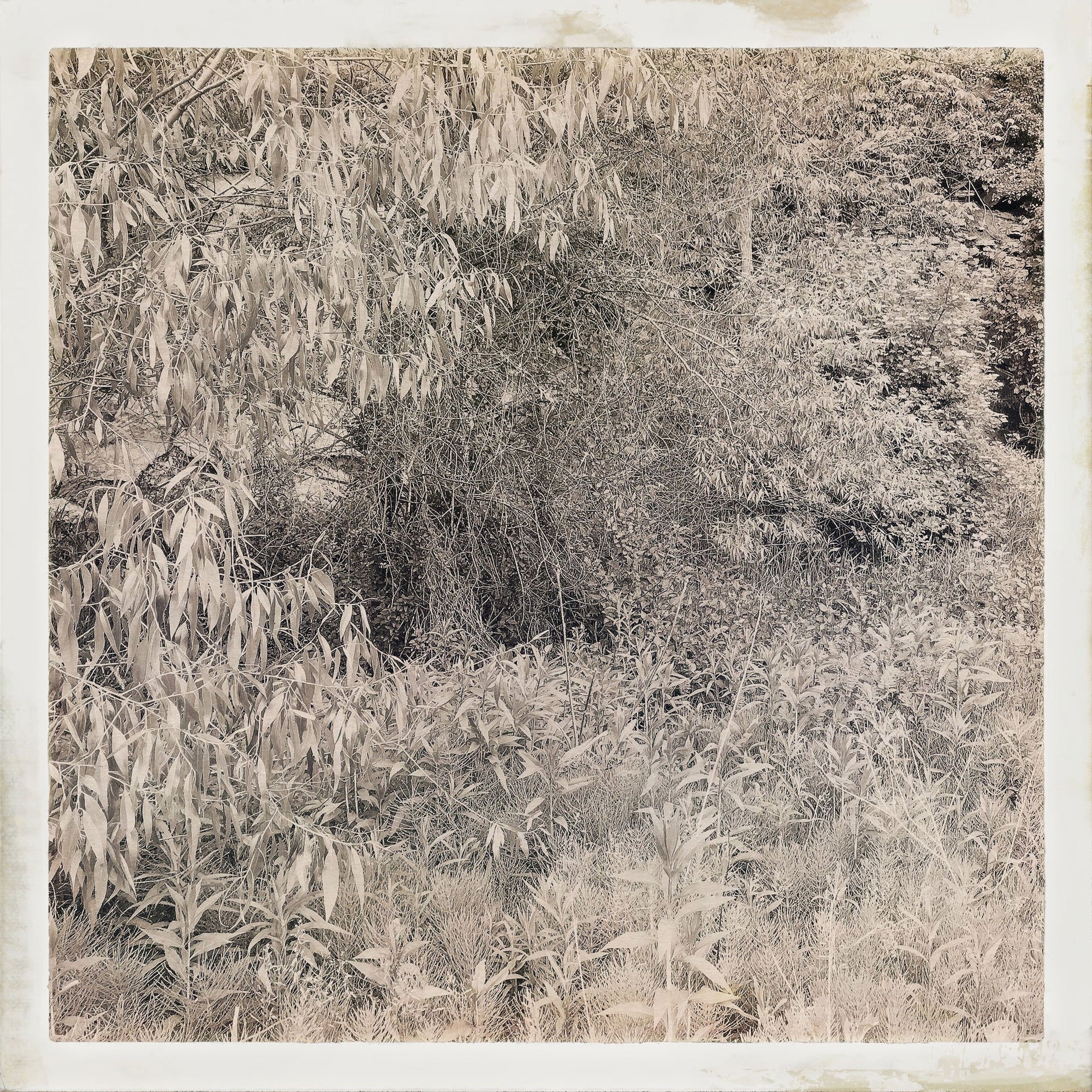 Bruce Vento Nature Sanctuary. 05-26-2017 7:11 PM (Saint Paul, Minnesot ...