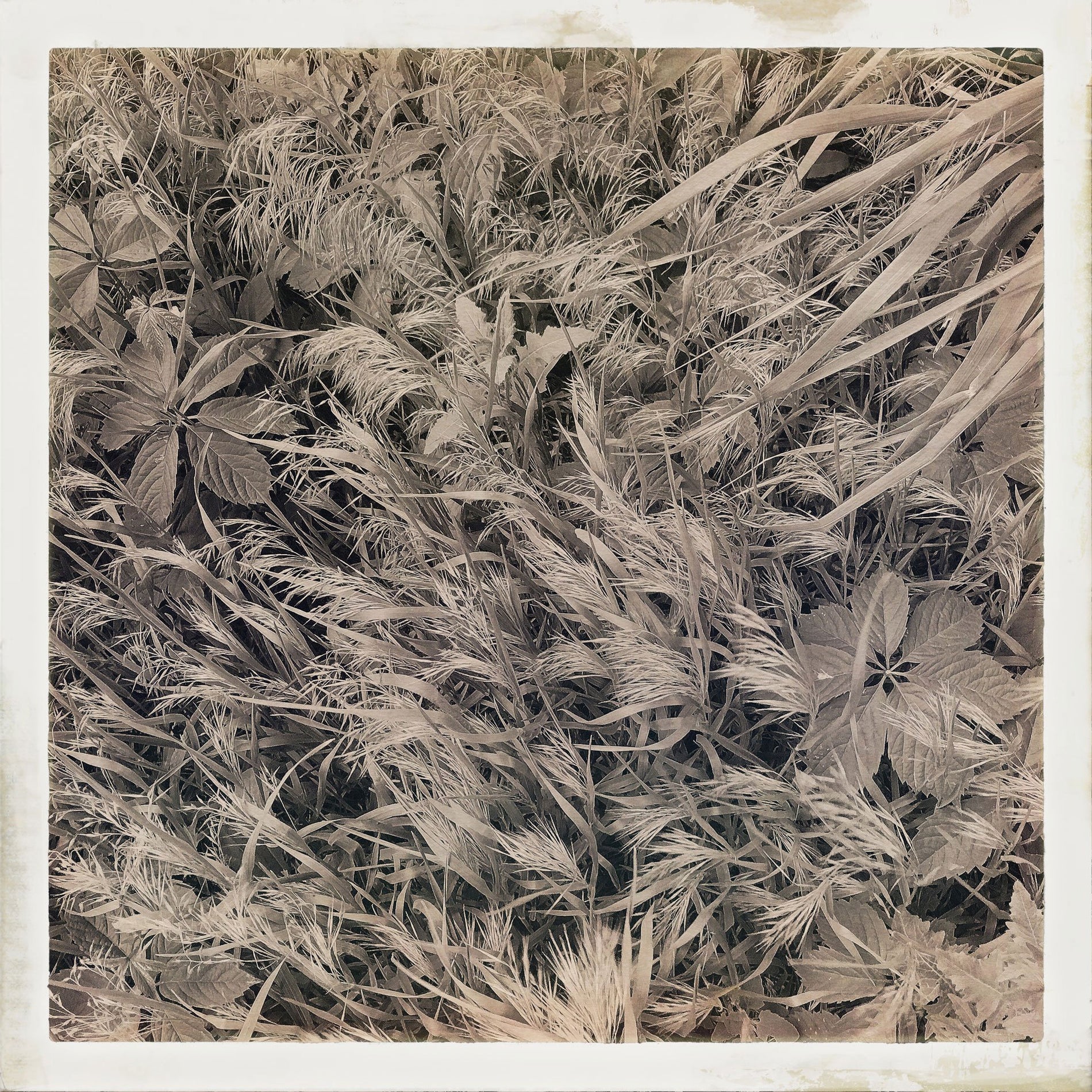 Bruce Vento Nature Sanctuary. 05-26-2017 7:11 PM (Saint Paul, Minnesot ...